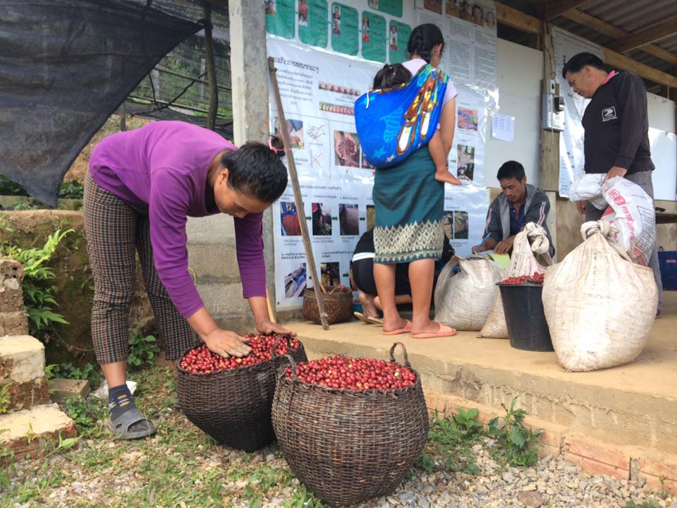 coffee family tree – Keoset Community Coffee